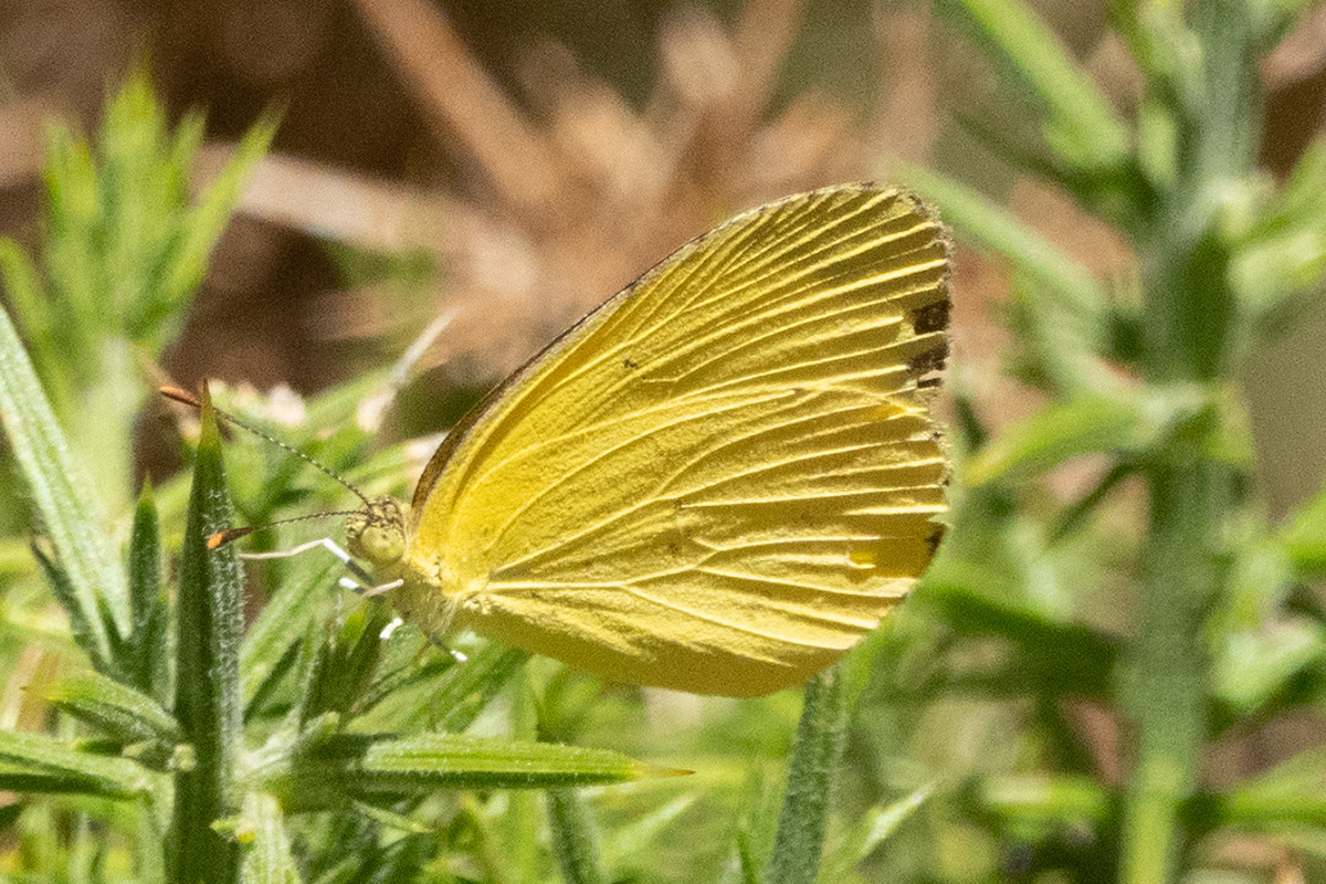 Butterflies of the Mount Alexander Region – Castlemaine Field ...