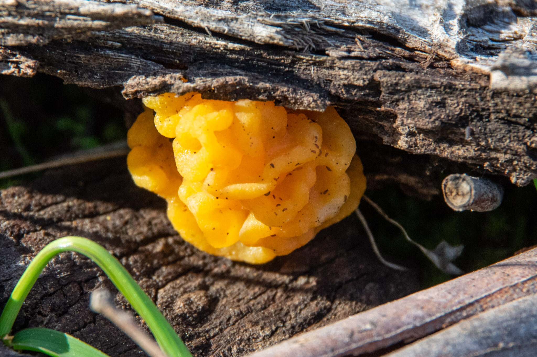 Fungi of the Mount Alexander Region – Castlemaine Field Naturalists Club