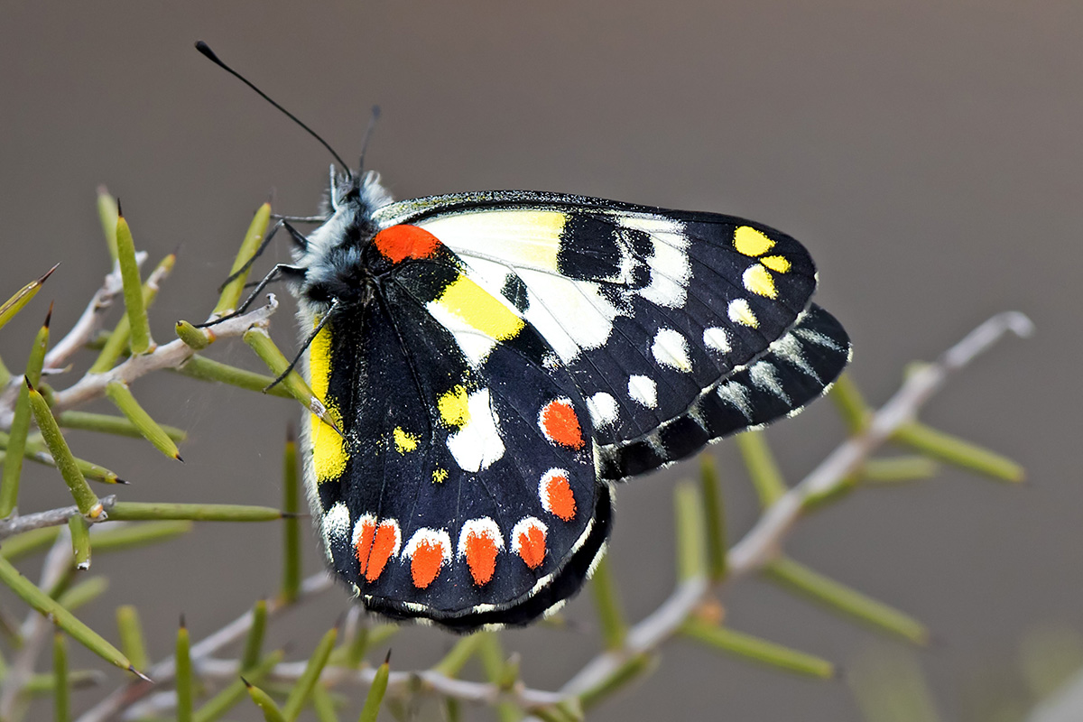Butterflies of the Mount Alexander Region – Castlemaine Field ...