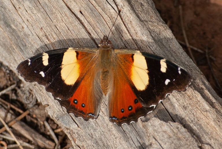 Fauna – Castlemaine Field Naturalists Club