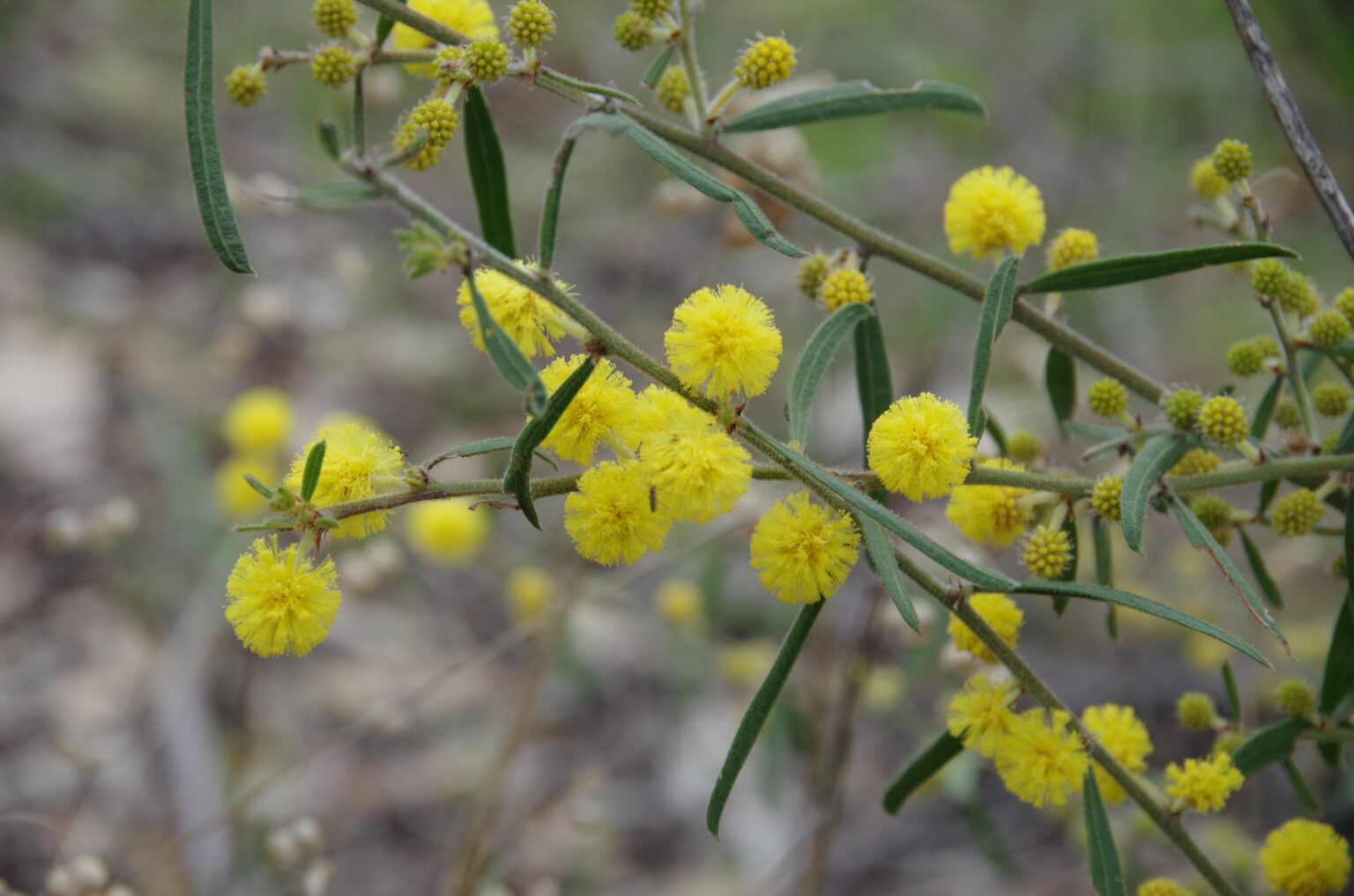 Flora of the Mount Alexander Region – Castlemaine Field Naturalists Club