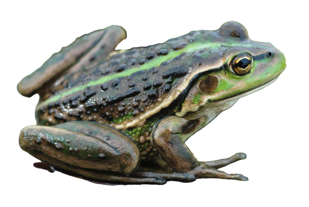Restoring the wonderful wetlands of northern Victoria – Castlemaine ...
