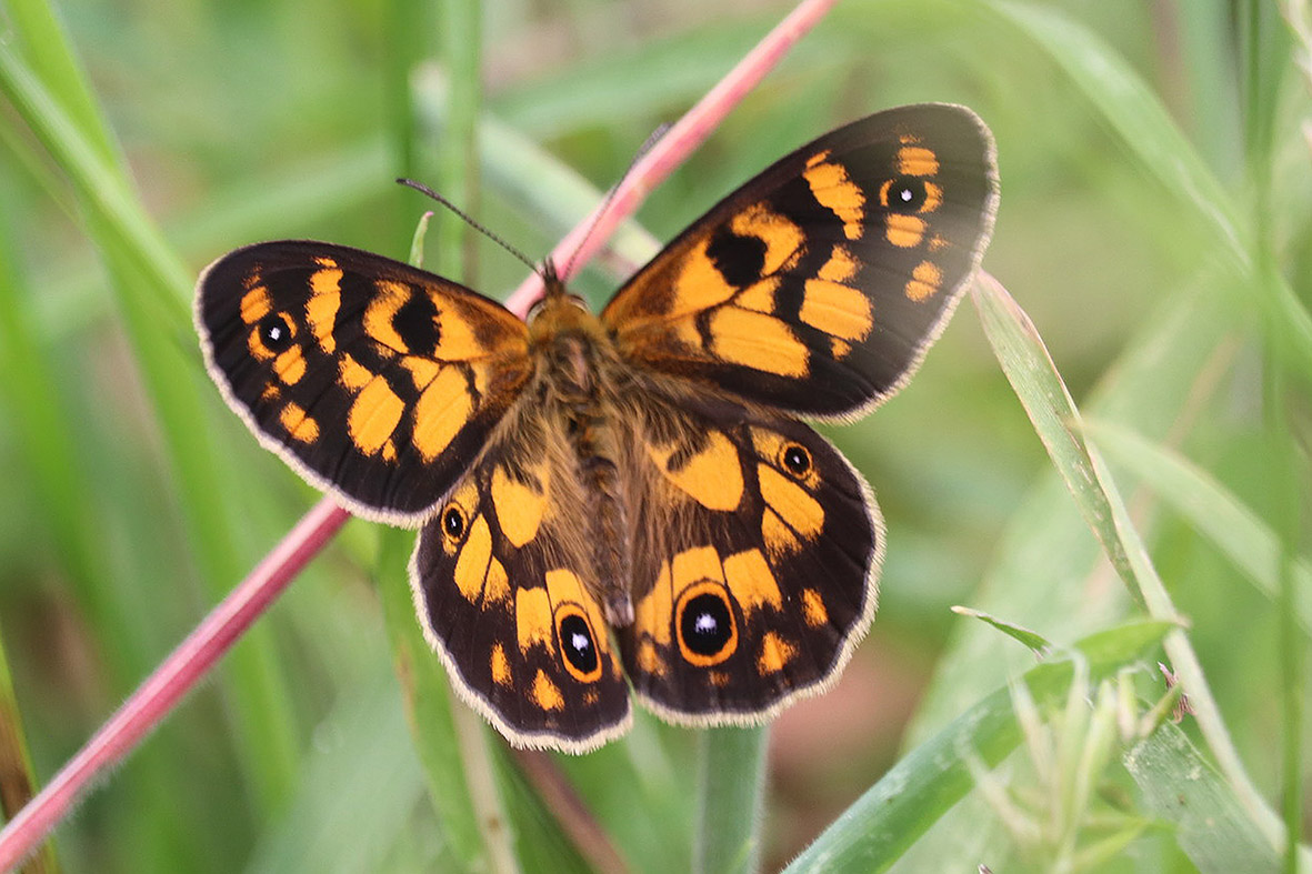Butterflies of the Mount Alexander Region – Castlemaine Field ...